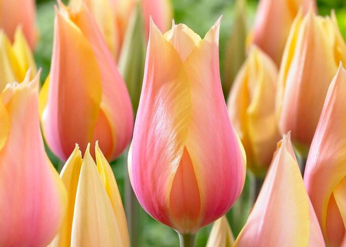 Blushing Lady - Tulip Bulbs – Bucktown Seed Company