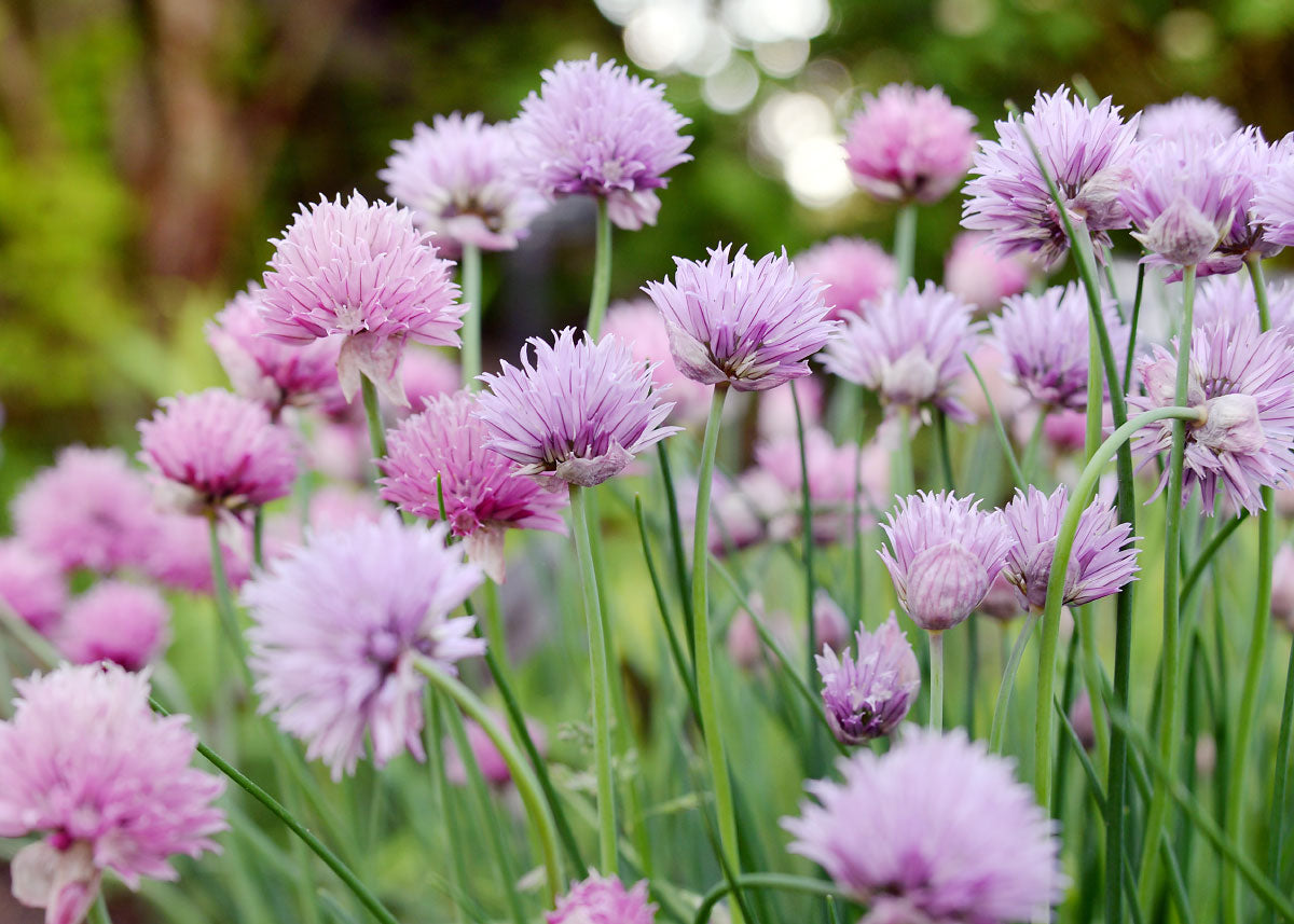Perennial Seeds – Organic & Heirloom Varieties – Bucktown Seed Company