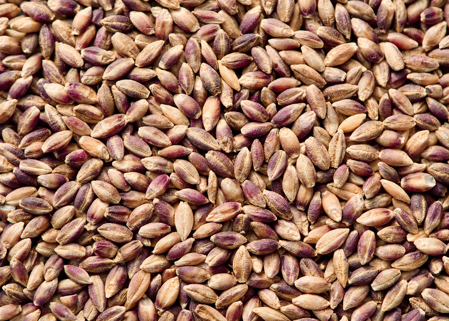 All Seeds – Organic & Heirloom Varieties | Bucktown Seed Company