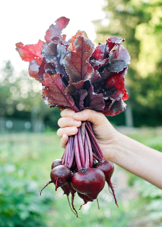 Bucktown Seed Company | Garden Seeds, Seed Starter Kits and More