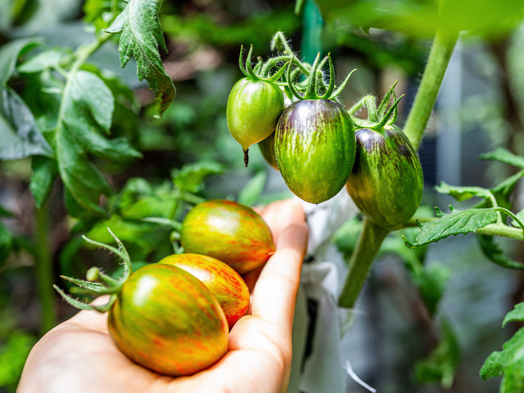 Brad's Atomic Grape - Tomato Seeds – Bucktown Seed Company