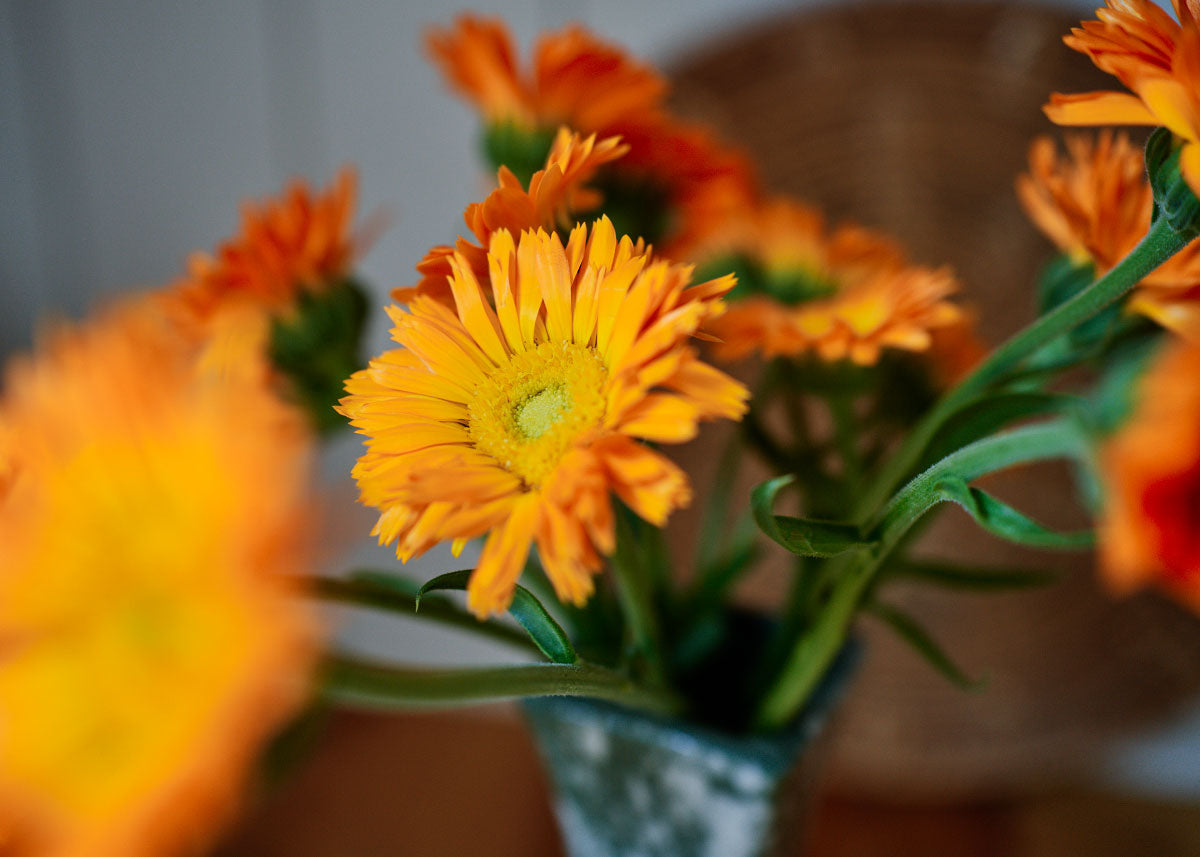 Resina - Calendula Seeds - Organic – Bucktown Seed Company