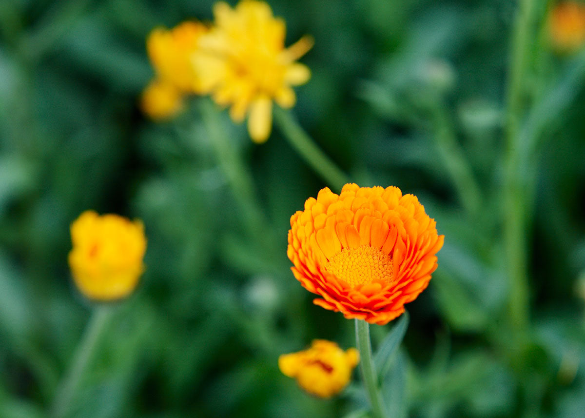 Resina - Calendula Seeds – Bucktown Seed Company