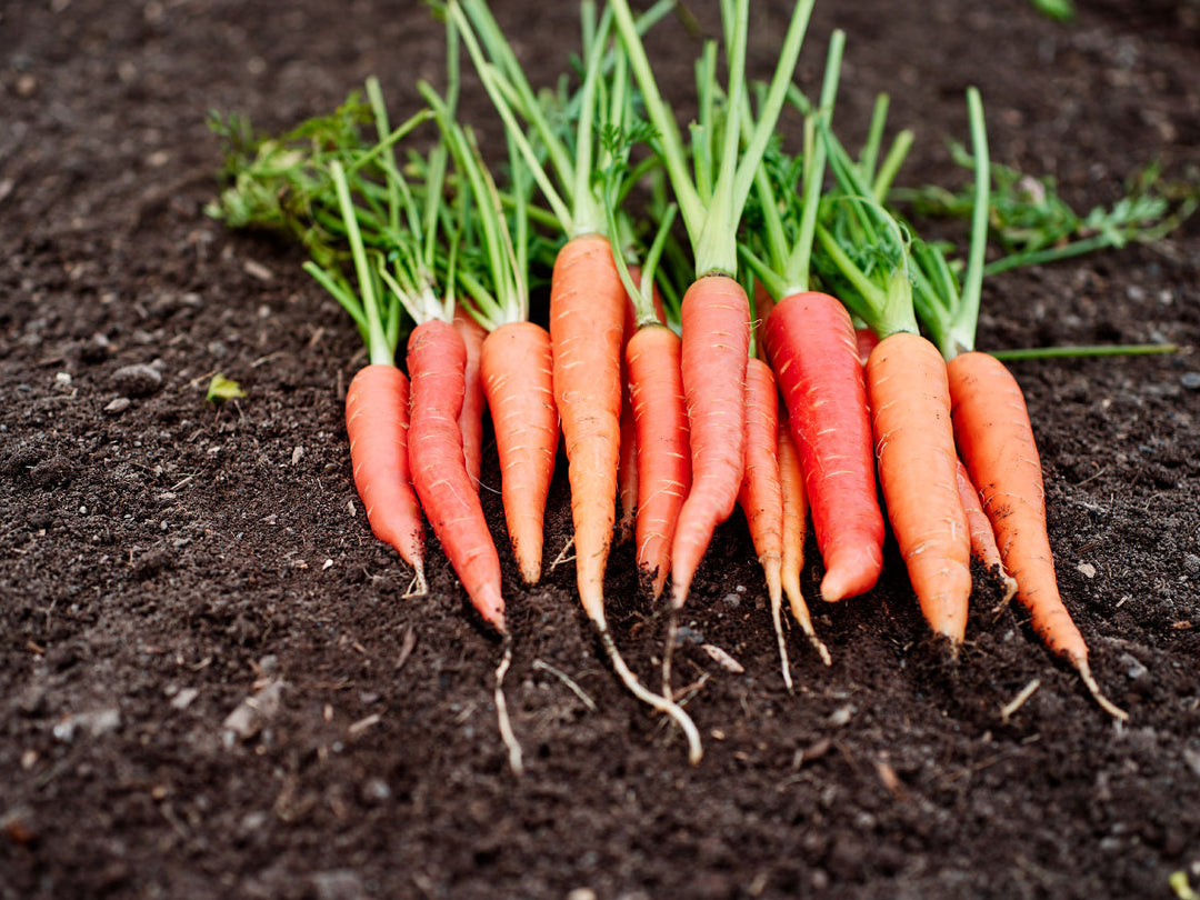 Atomic Red - Carrot Seed Seeds – Bucktown Seed Company