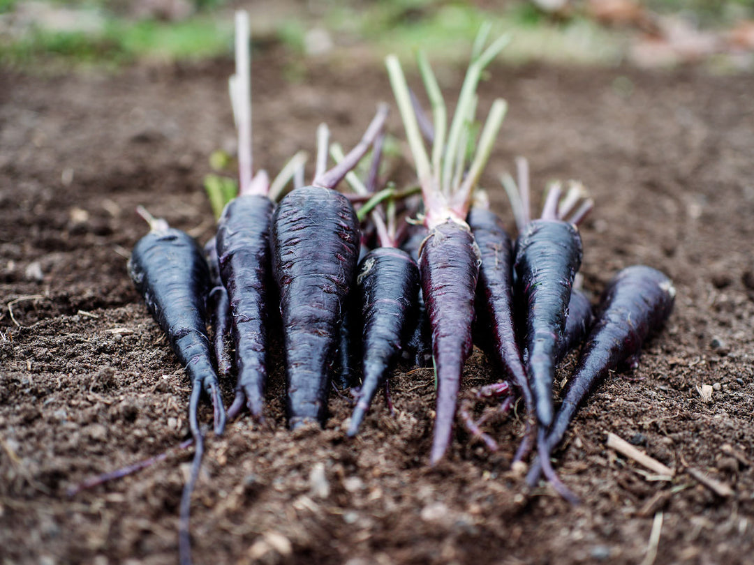 Black Nebula - Carrot Seeds – Bucktown Seed Company