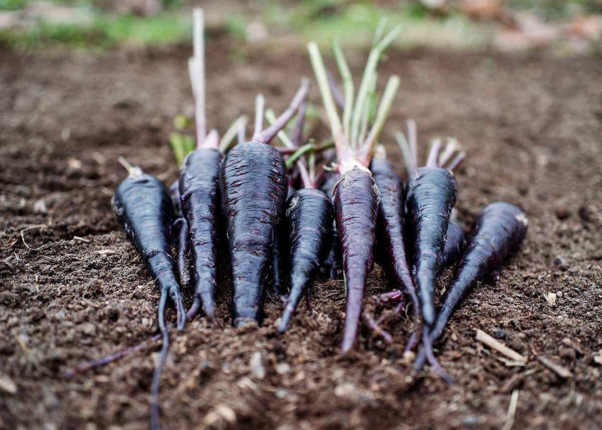 Black Nebula - Carrot Seeds – Bucktown Seed Company