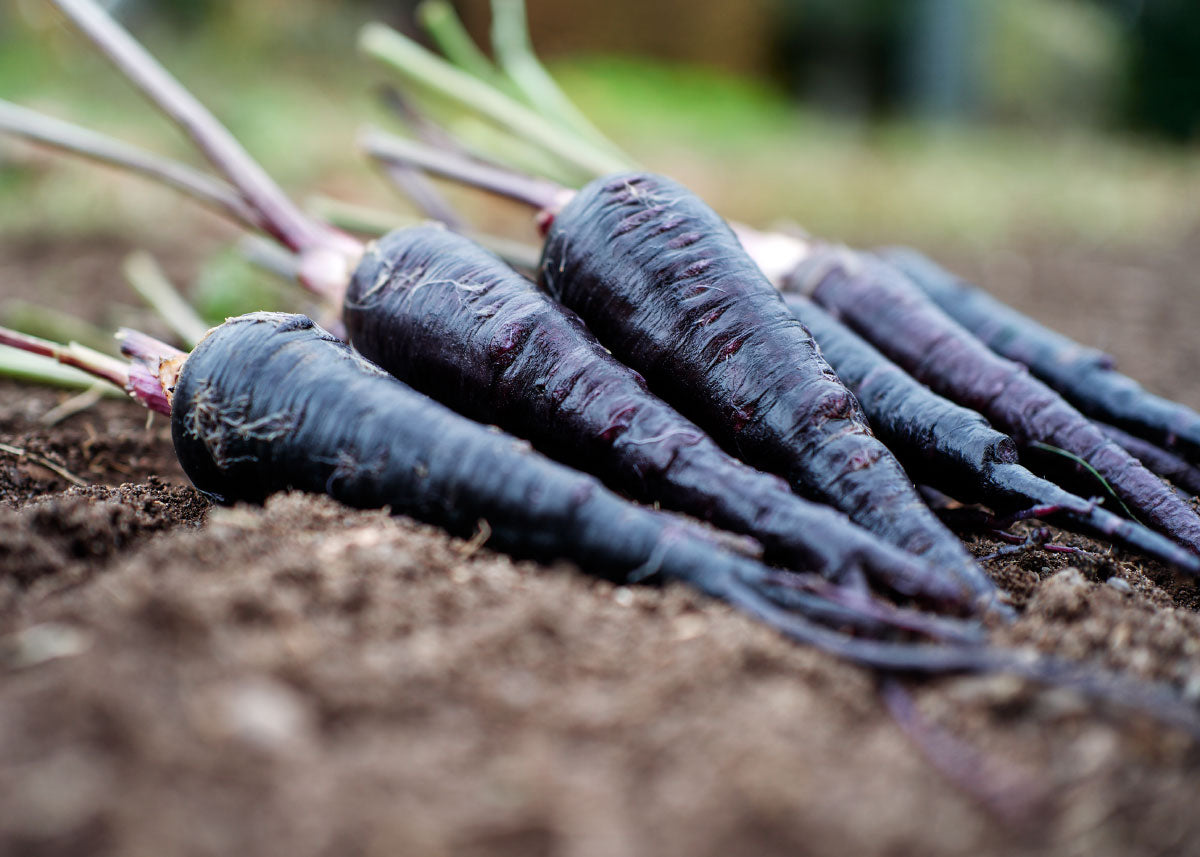 Black Nebula - Carrot Seeds – Bucktown Seed Company