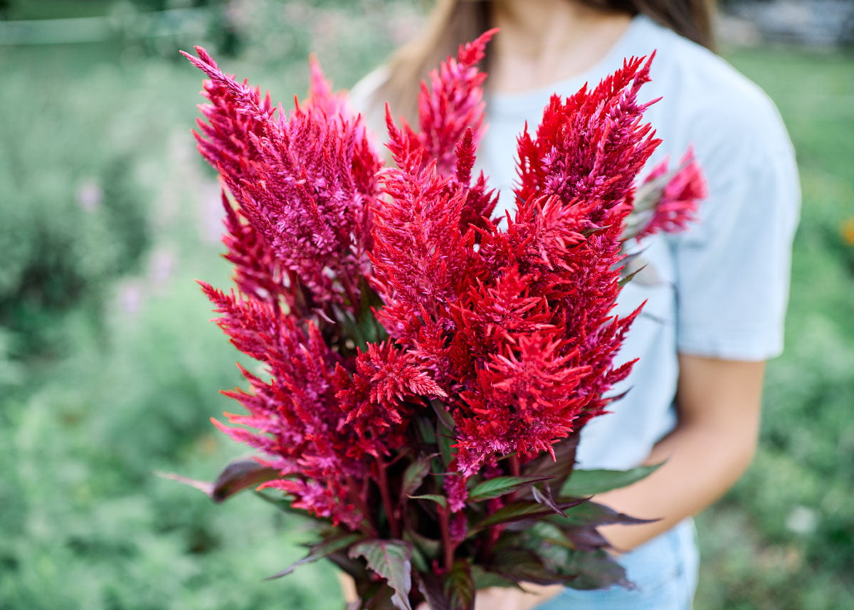 Forest Fire Scarlet - Celosia Seeds – Bucktown Seed Company