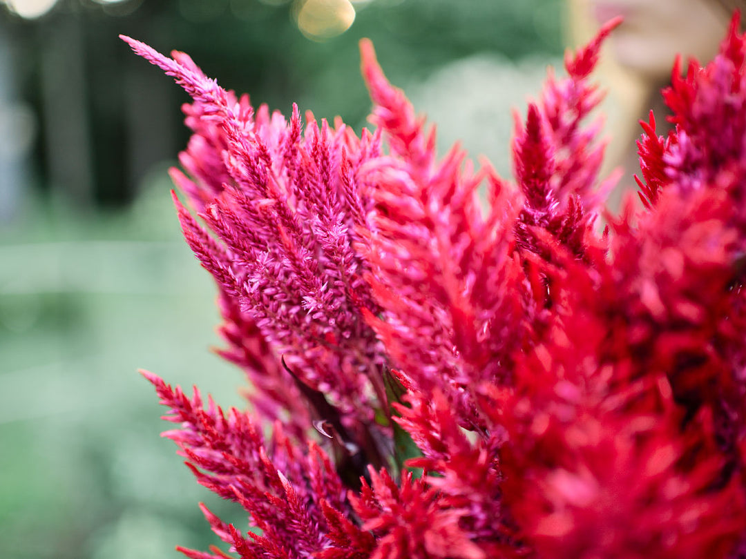 Forest Fire Scarlet - Celosia Seeds – Bucktown Seed Company