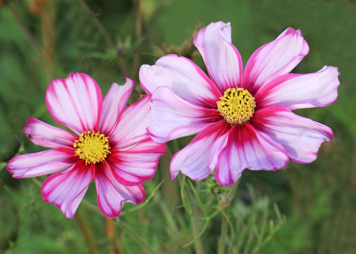 Picotee - Cosmos Seeds – Bucktown Seed Company