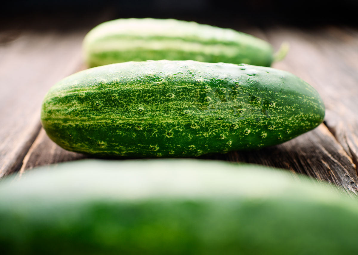 Spacemaster 80 - Cucumber Seeds – Bucktown Seed Company