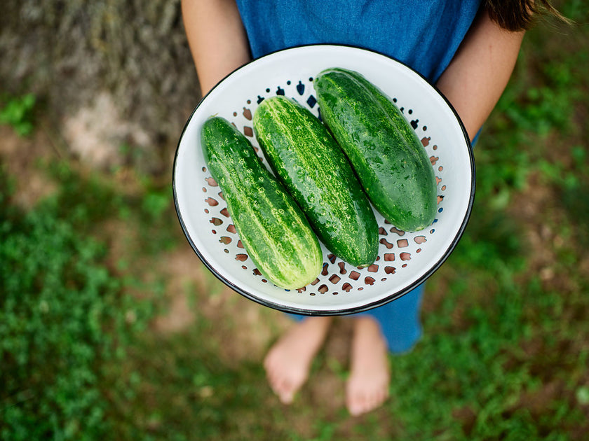 Spacemaster 80 - Cucumber Seeds – Bucktown Seed Company