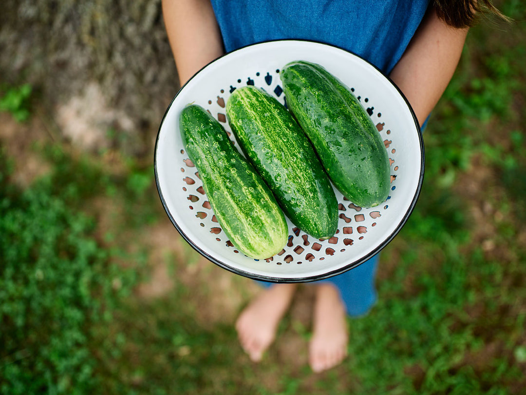 Spacemaster 80 - Cucumber Seeds – Bucktown Seed Company