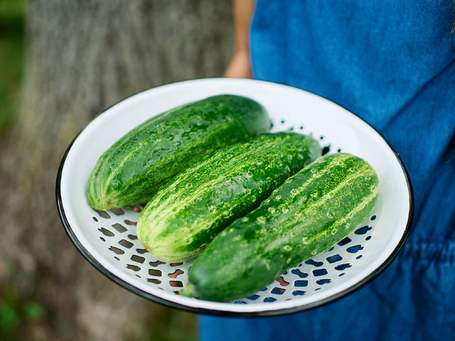 Spacemaster 80 - Cucumber Seeds – Bucktown Seed Company