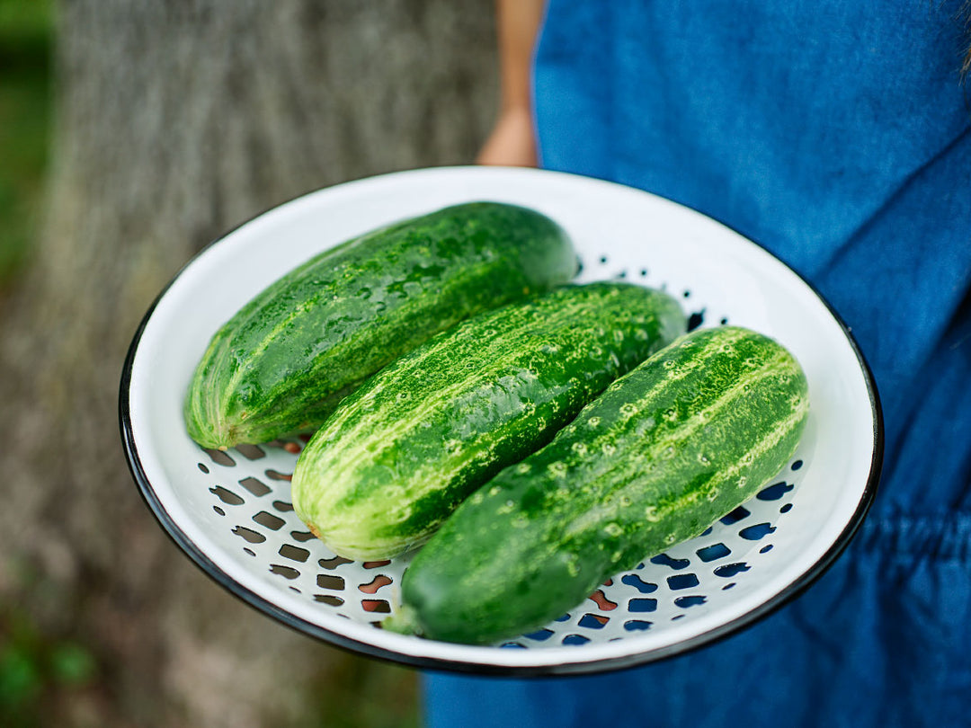 Spacemaster 80 - Cucumber Seeds – Bucktown Seed Company