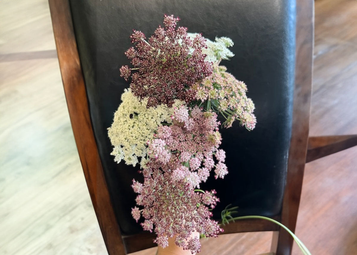 Dara - Daucus Seeds - Organic – Bucktown Seed Company