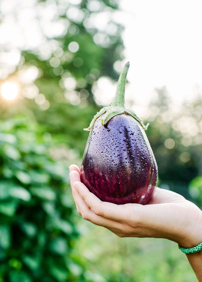 Bucktown Seed Company | Garden Seeds, Seed Starter Kits and More