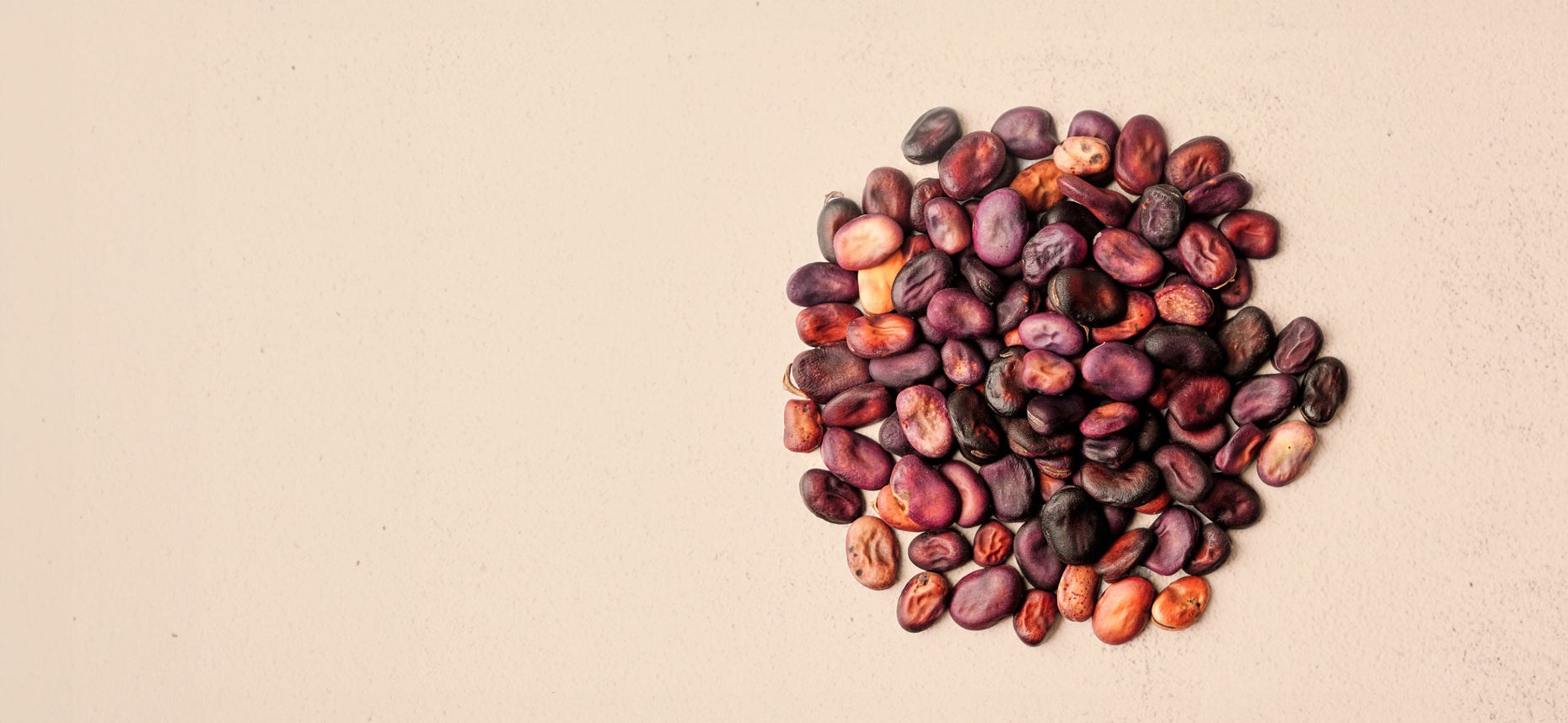 Bucktown Seed Company | Garden Seeds, Seed Starter Kits and More