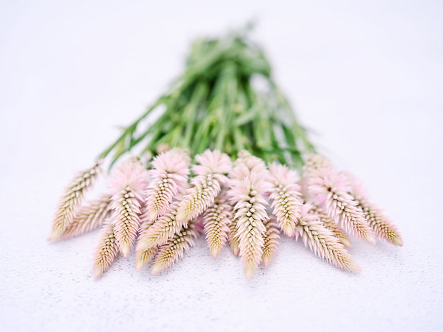 Flamingo Feather Celosia Seeds – Rosy Plumes, Cut & Dried – Bucktown ...