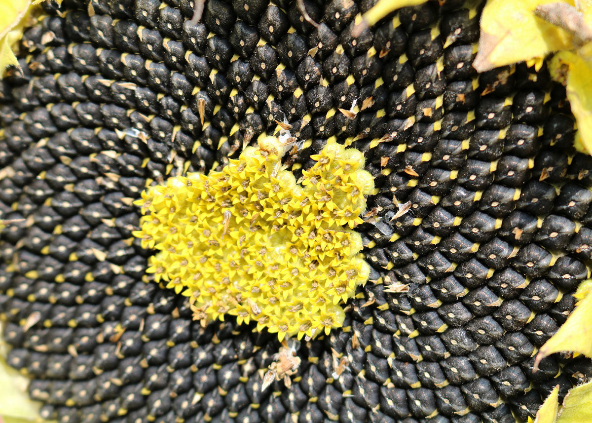 Hopi Black Dye - Sunflower Seeds - Organic – Bucktown Seed Company