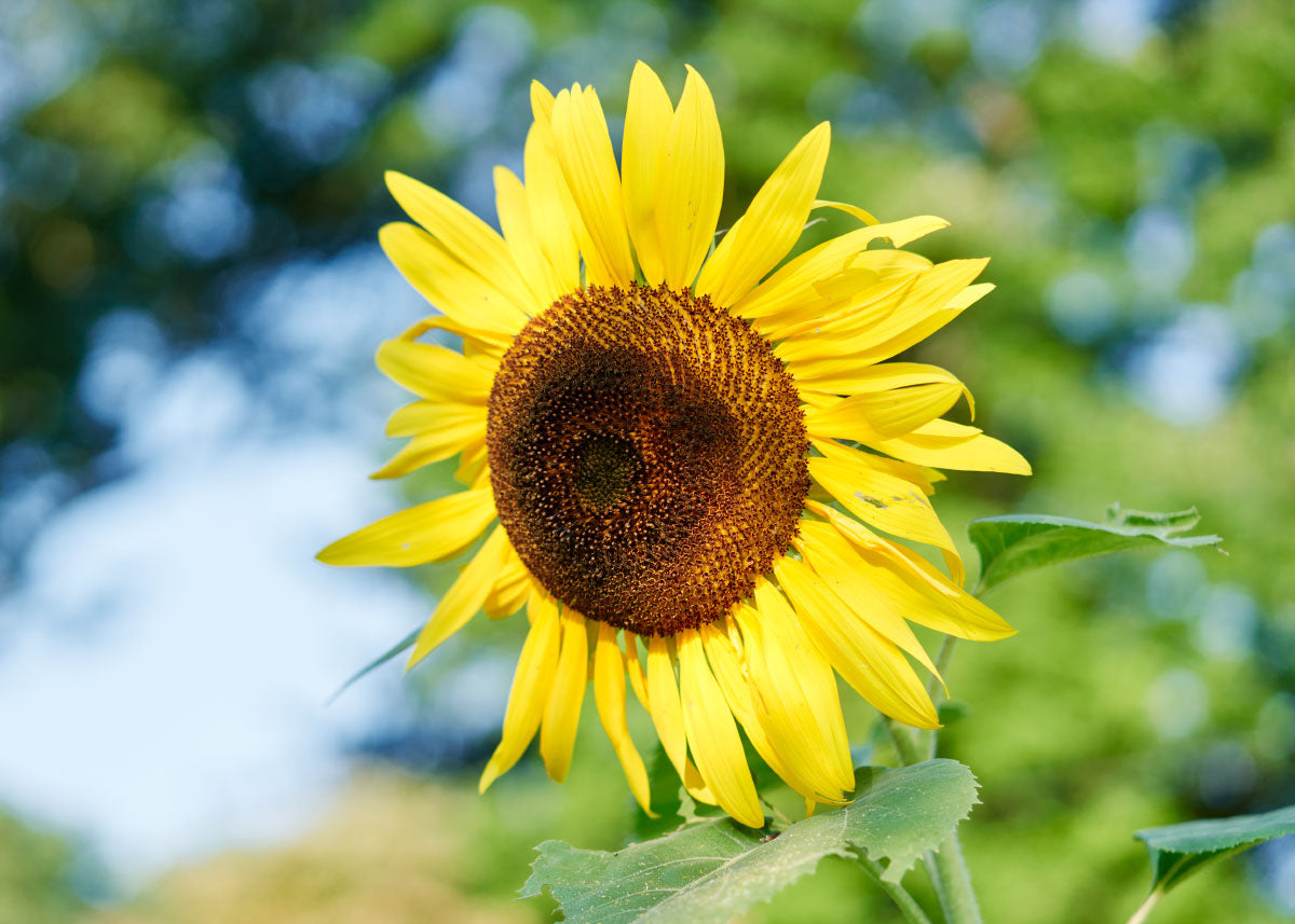 Hopi Black Dye - Sunflower Seeds - Organic – Bucktown Seed Company
