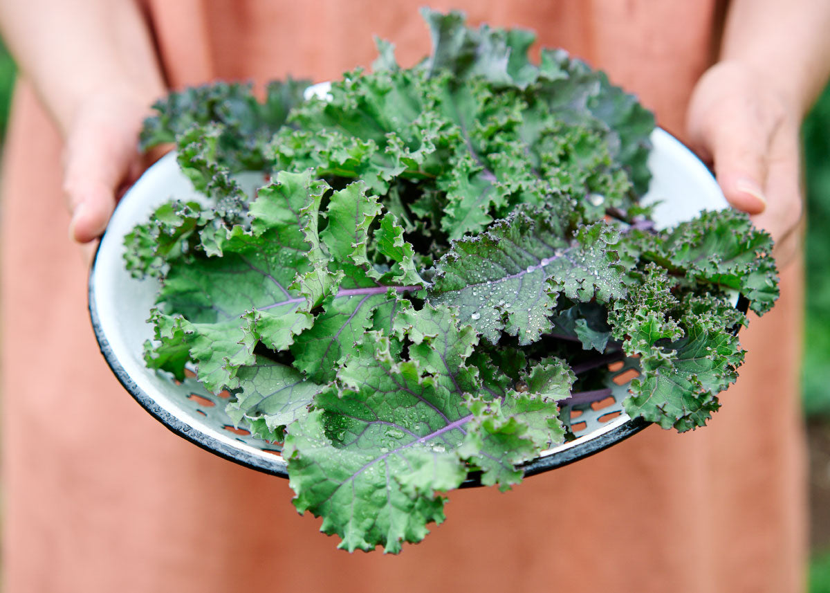 Scarlet - Kale Seed – Bucktown Seed Company