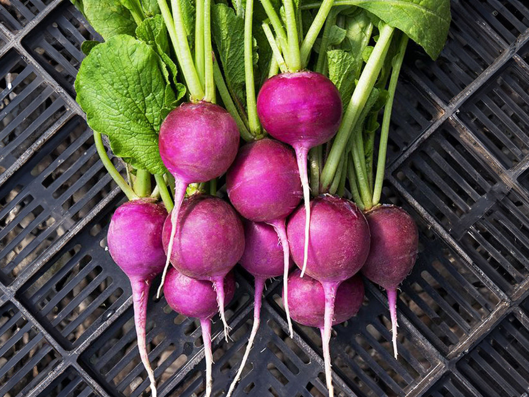 Purple Plum - Radish Seeds – Bucktown Seed Company
