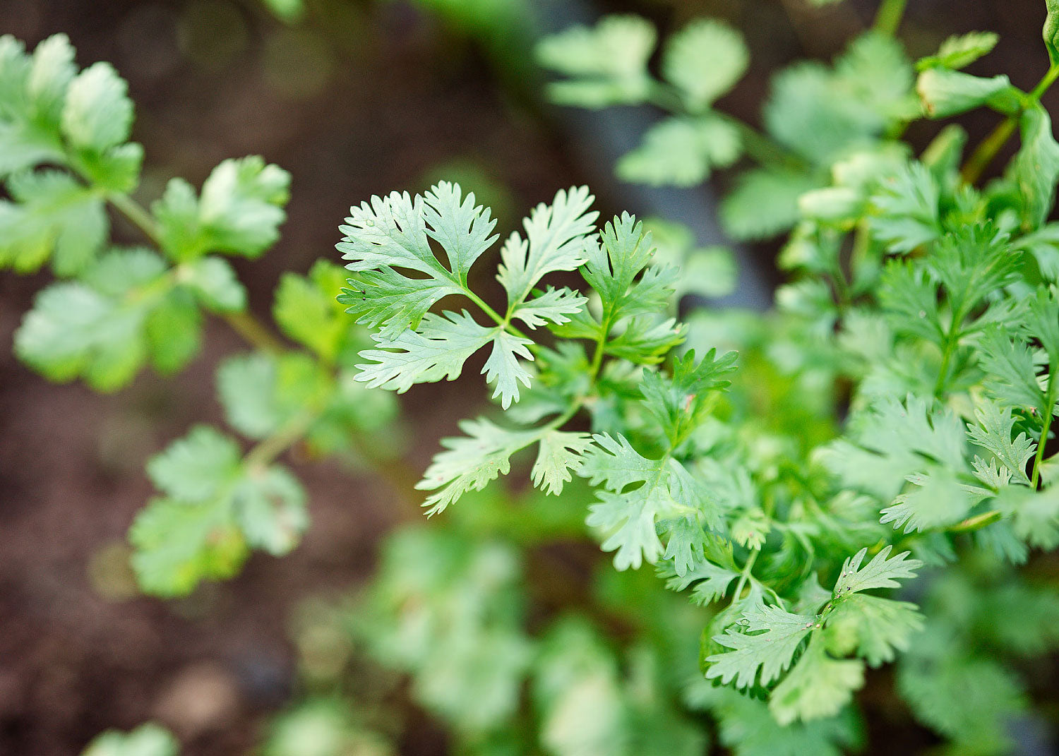 Santo - Cilantro Seeds - Certified Naturally Grown (CNG) – Bucktown ...