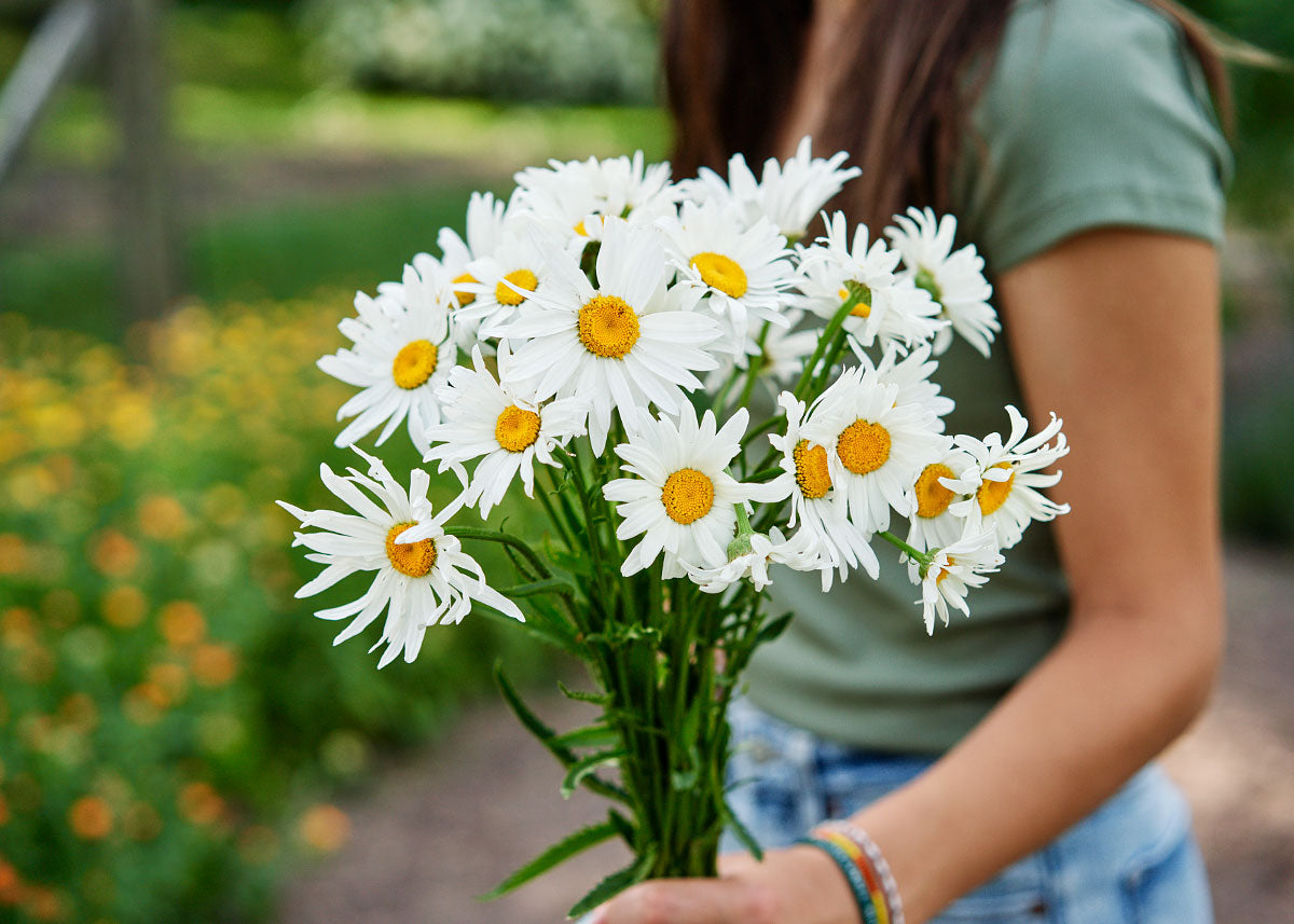 Alaska - Shasta Daisy Seeds – Bucktown Seed Company