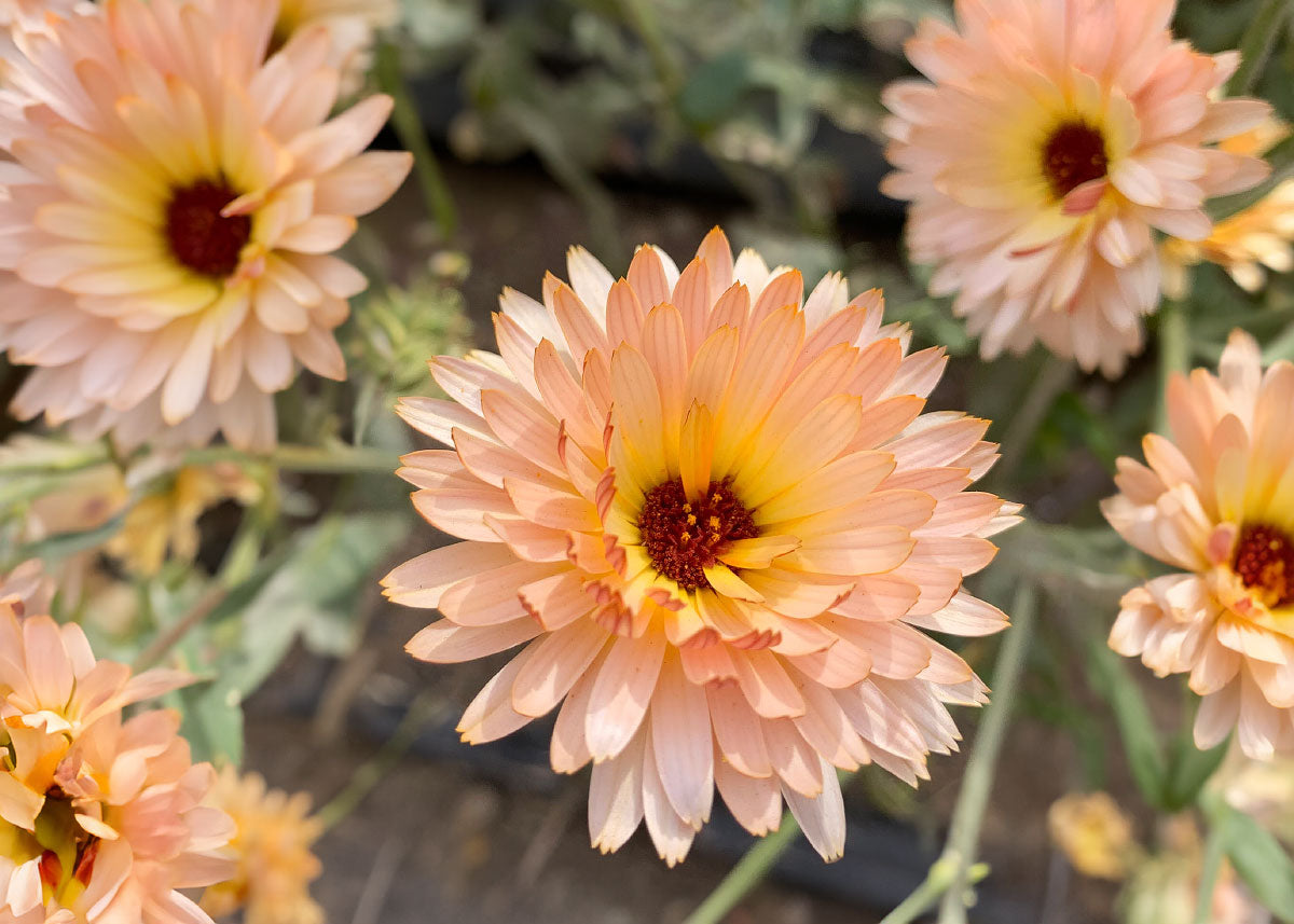 Strawberry Blonde - Calendula Seeds - Organic – Bucktown Seed Company