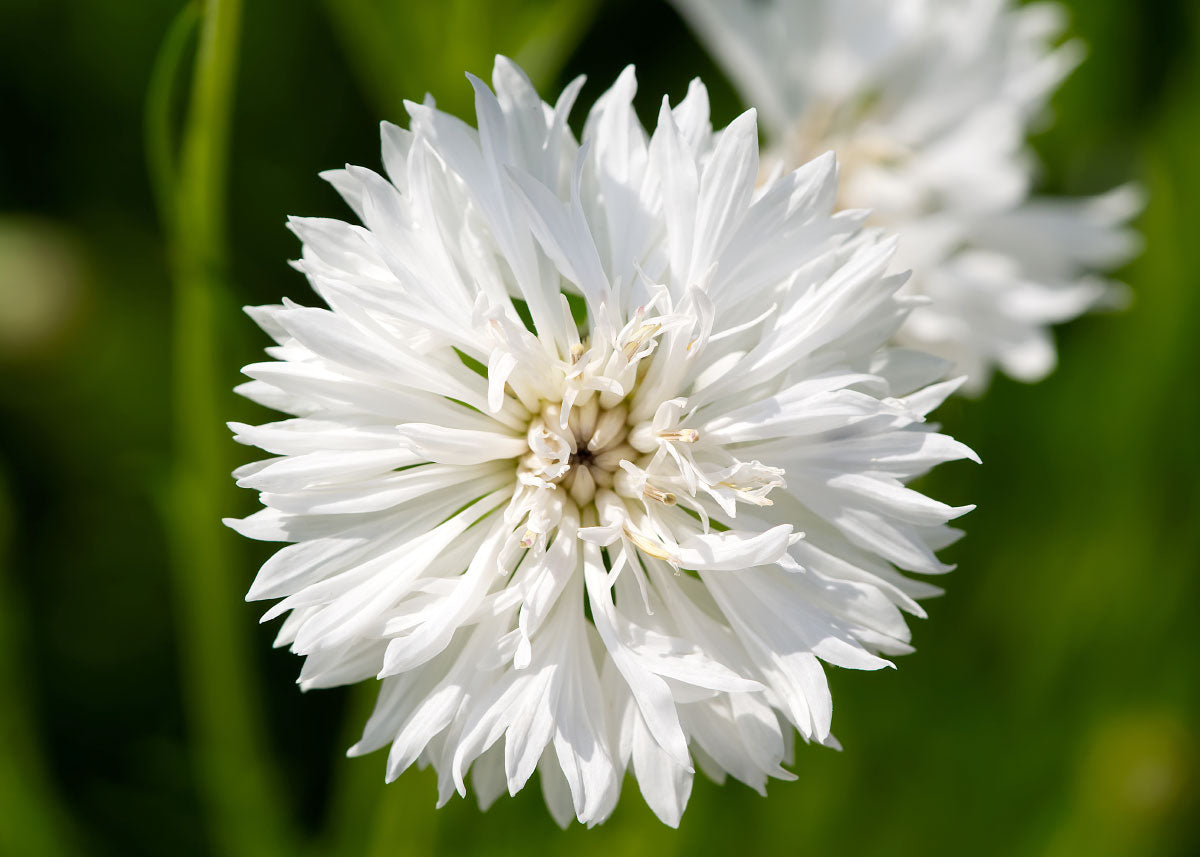 Bachelor's Button - Tall White - Seeds – Bucktown Seed Company
