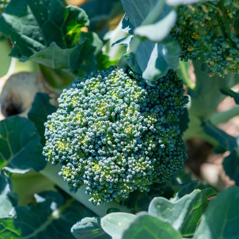Broccoli Seeds – Organic & Heirloom Varieties – Bucktown Seed Company