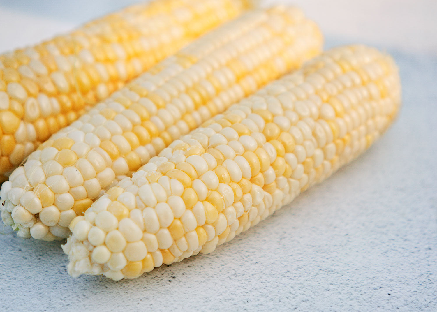 Who Gets Kissed - Corn Seeds - Certified Naturally Grown (CNG ...