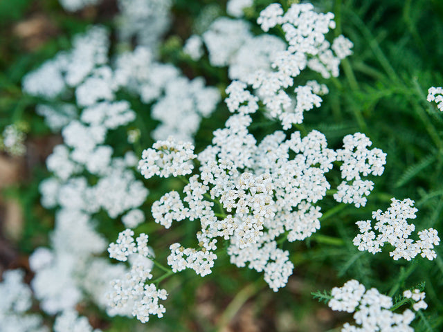 Common White - Yarrow Seed – Bucktown Seed Company
