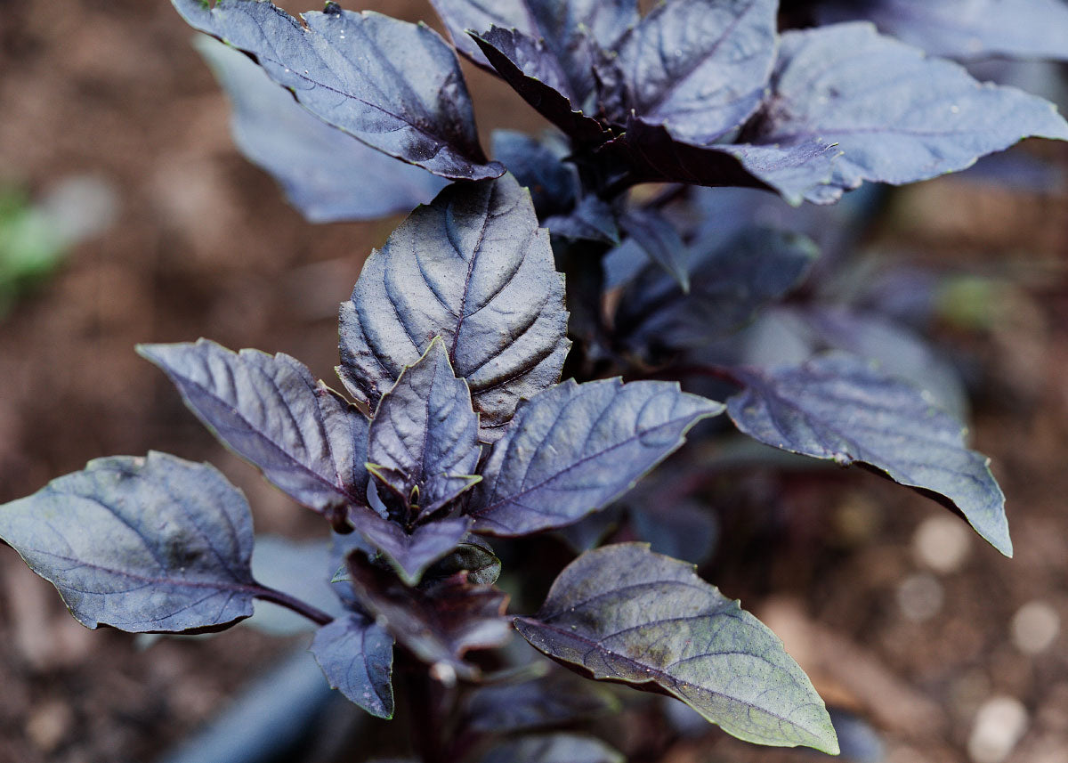 Purple Dark Opal - Organic Basil Seed – Bucktown Seed Company