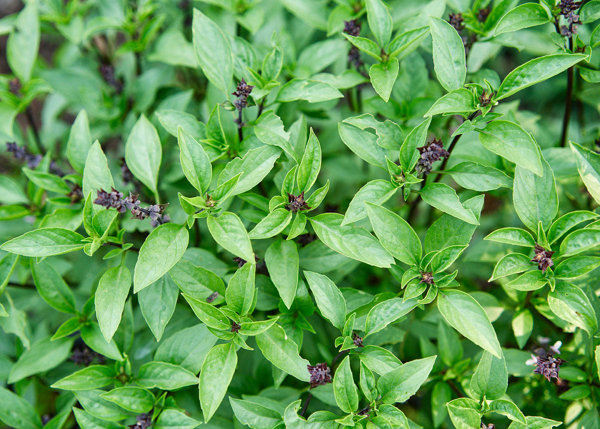Thai - Organic Basil Seed – Bucktown Seed Company