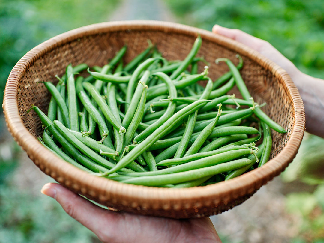 Contender - Organic Bush Bean Seeds – Bucktown Seed Company