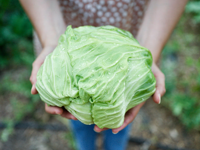 Late Flat Dutch - Cabbage Seeds – Bucktown Seed Company