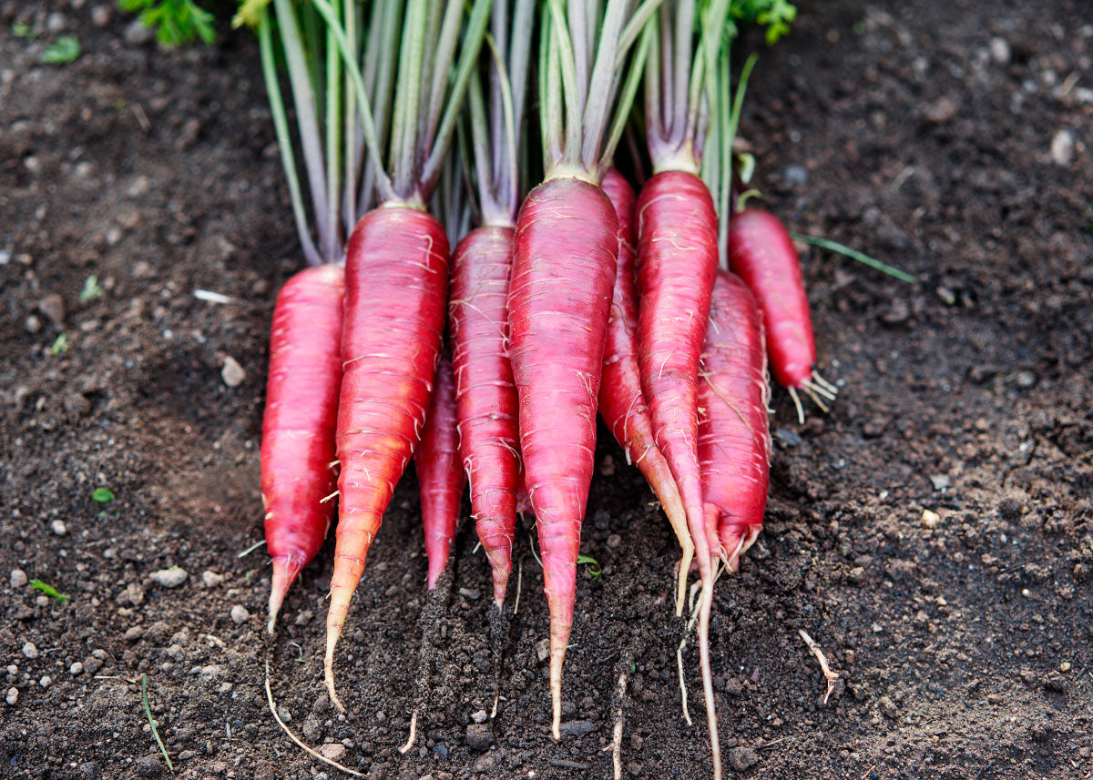 Cosmic Purple - Carrot Seeds – Bucktown Seed Company