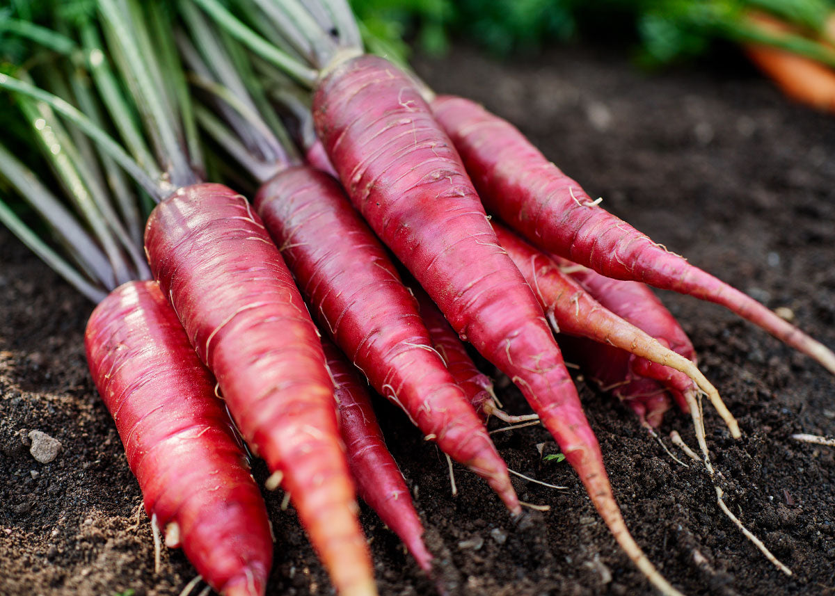 Cosmic Purple - Carrot Seeds – Bucktown Seed Company