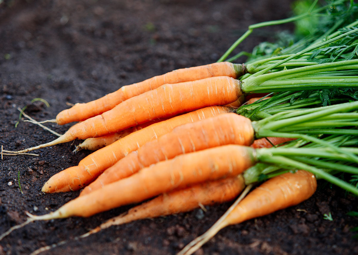 Danvers 126 - Organic Carrot Seed – Bucktown Seed Company