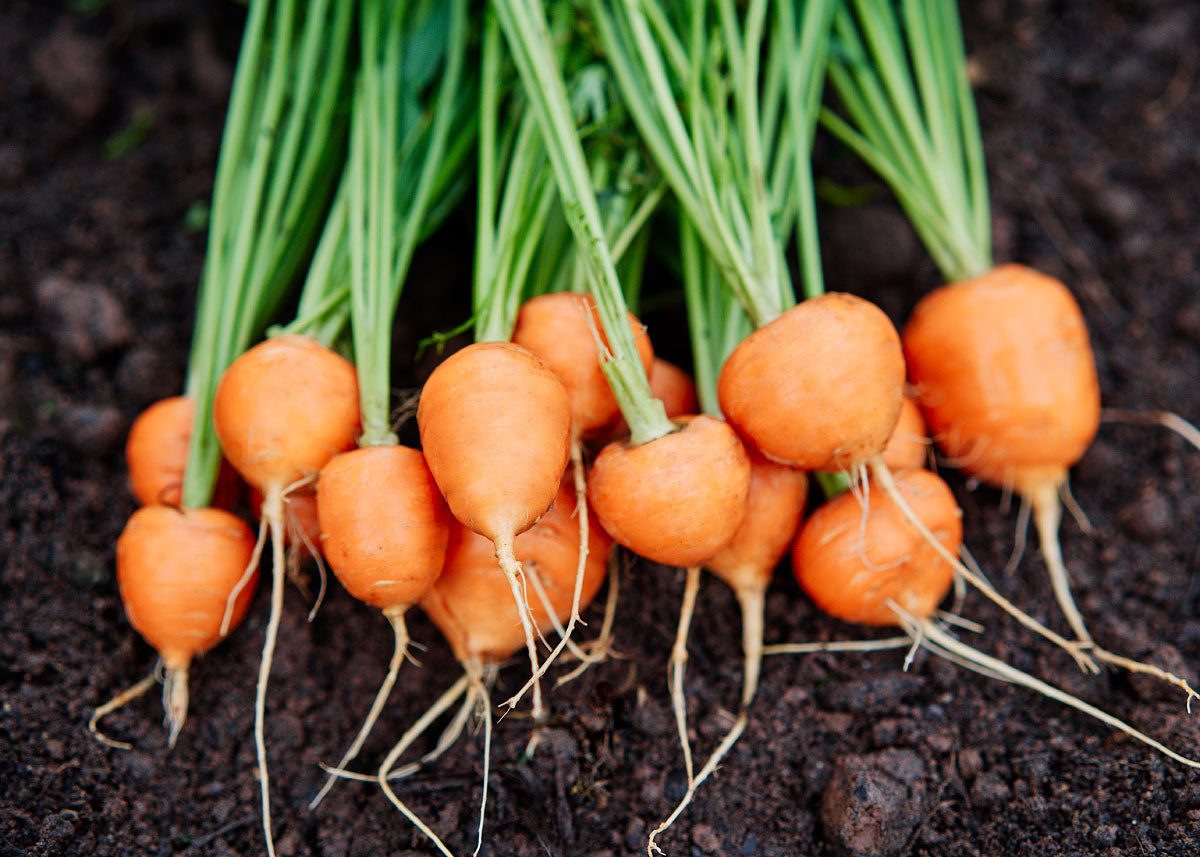 Paris Market - Carrot Seeds – Bucktown Seed Company
