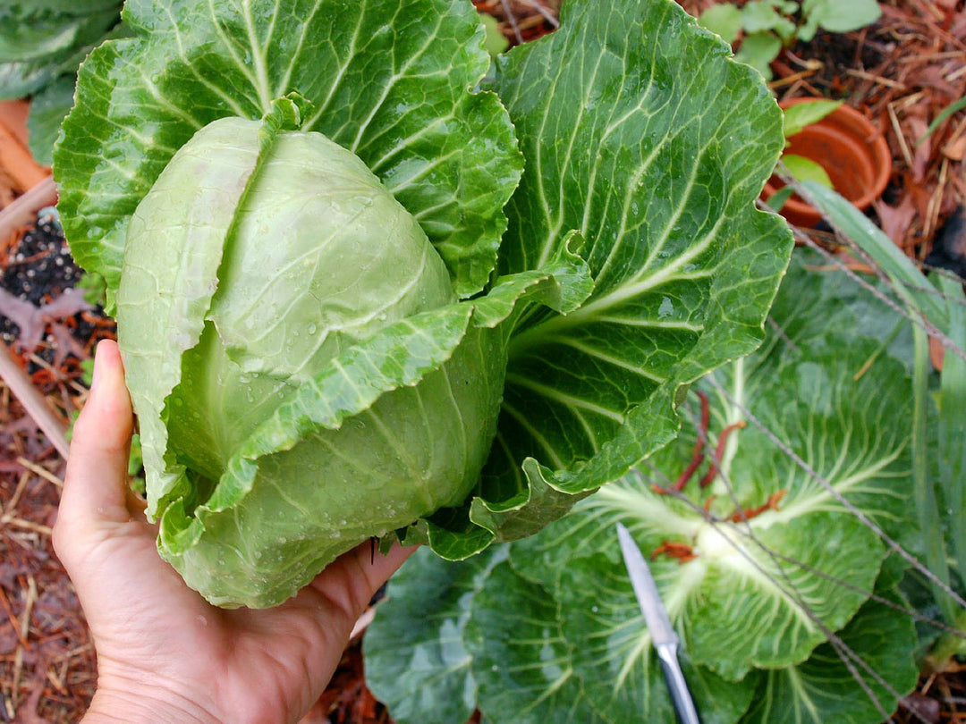 Copenhagen Market - Heirloom Cabbage Seeds – Bucktown Seed Company