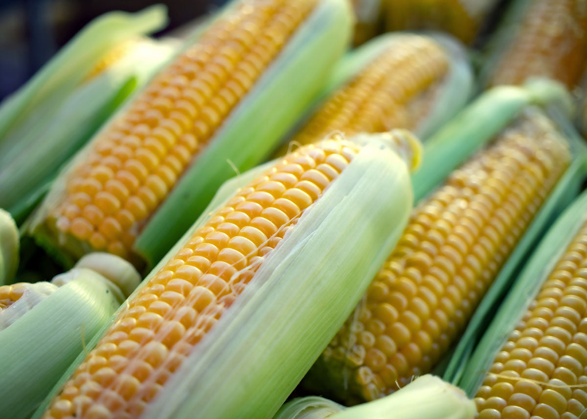 Golden Bantam 8 Row - Corn Seed – Bucktown Seed Company