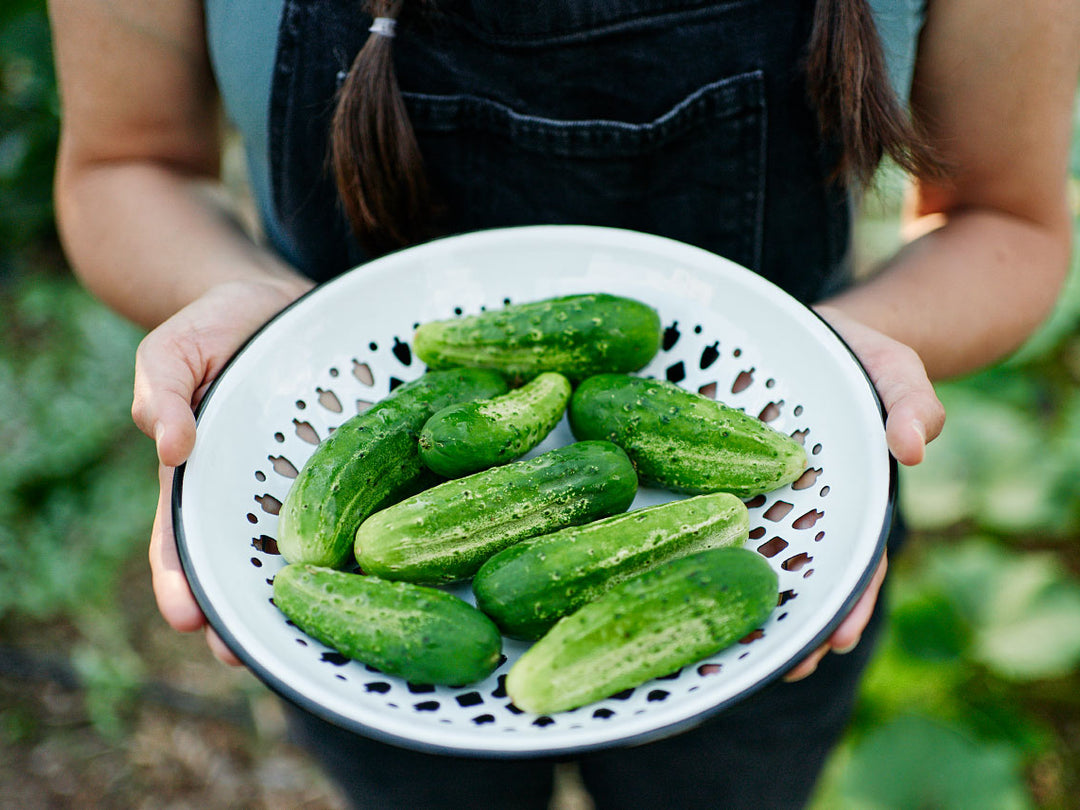 Parisian Pickling - Heirloom Cucumber Seeds – Bucktown Seed Company