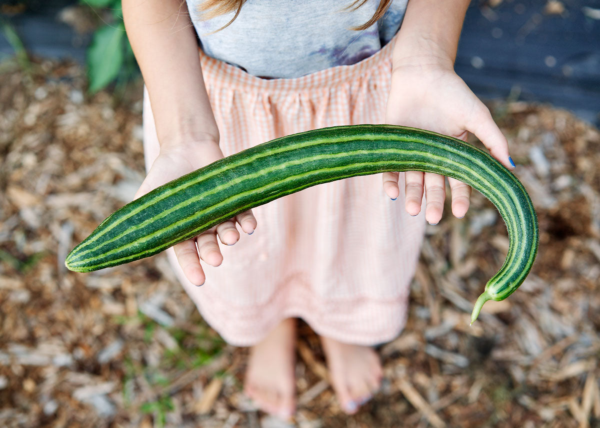 Striped Armenian (Painted Serpent) - Cucumber Seeds – Bucktown Seed Company