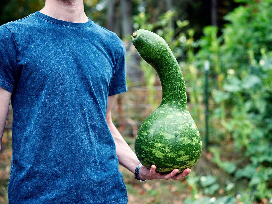 Speckled Swan - Gourd Seed – Bucktown Seed Company