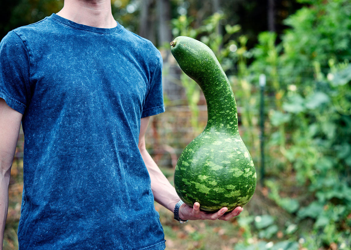 Speckled Swan - Gourd Seed – Bucktown Seed Company