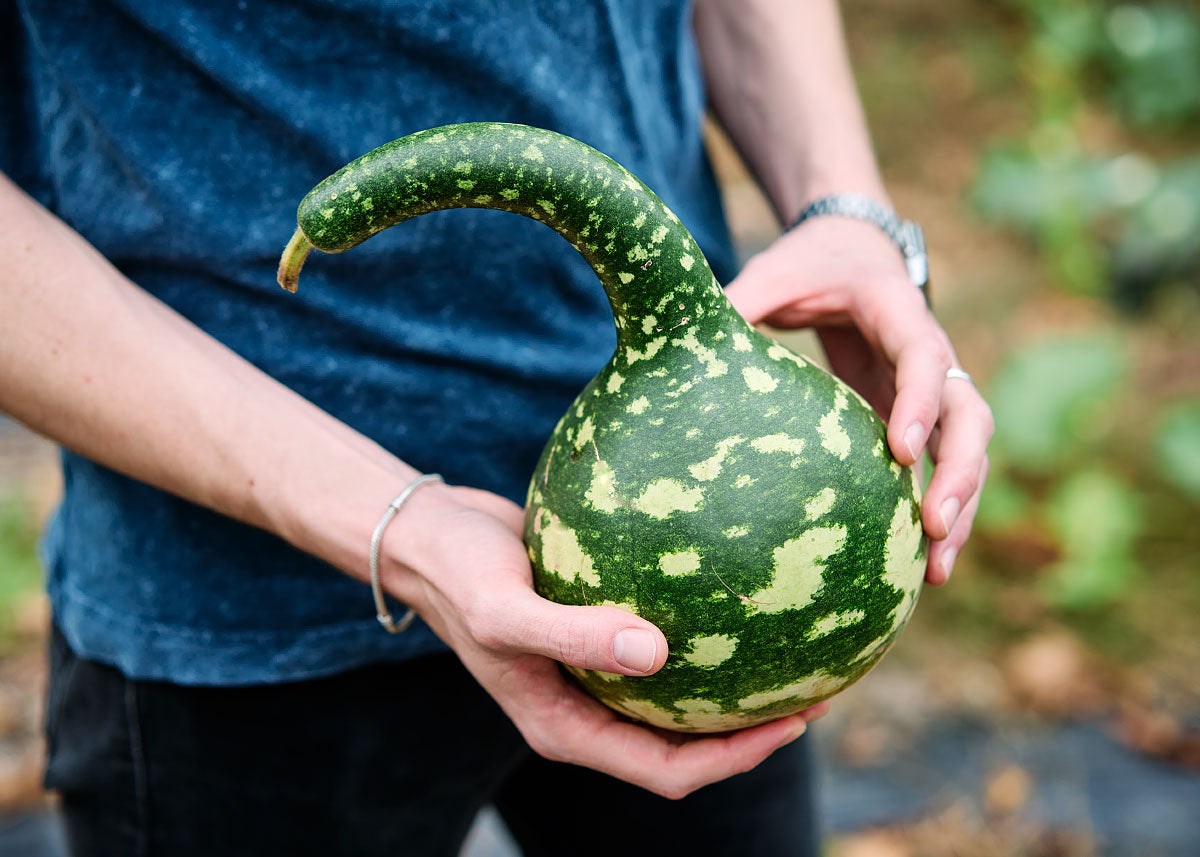 Speckled Swan - Gourd Seed – Bucktown Seed Company