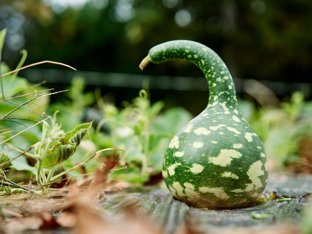 Speckled Swan - Gourd Seed – Bucktown Seed Company